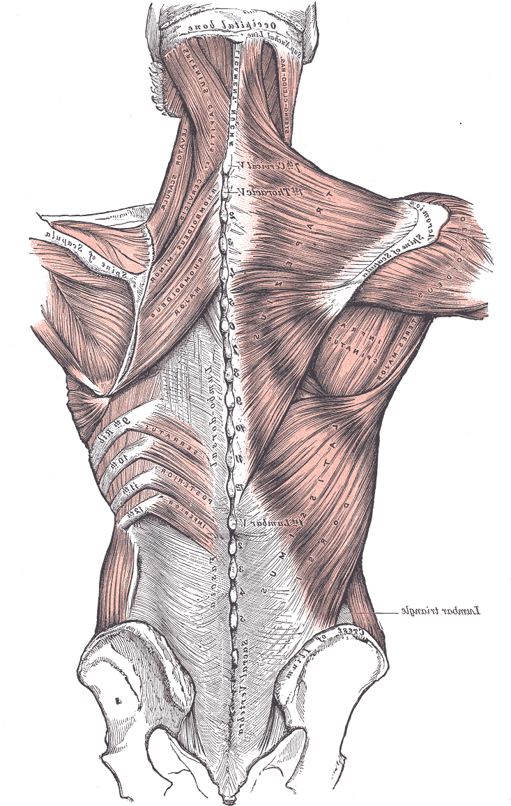 Understanding Fascia and Your Flexibility - Inspire Fitness for ...