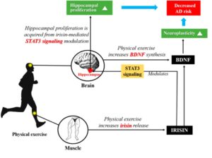 The Exercise Drug: Irisin - Inspire Fitness for Wellbeing | Exercise Physiology